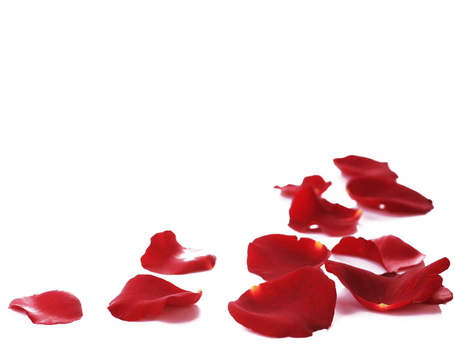 Details 100 Transparent Background Rose Petals Png Abzlocal mx